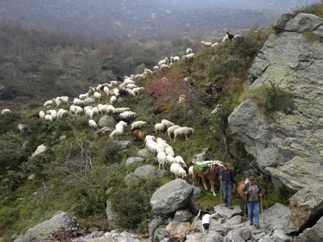 Transumanza: rievocazione storica lungo le vie dei tratturi - Rete8