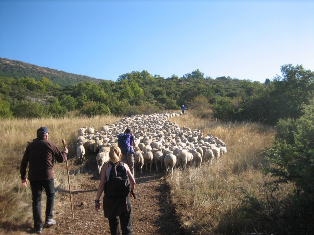 Tratturo Magno: al via la nona edizione