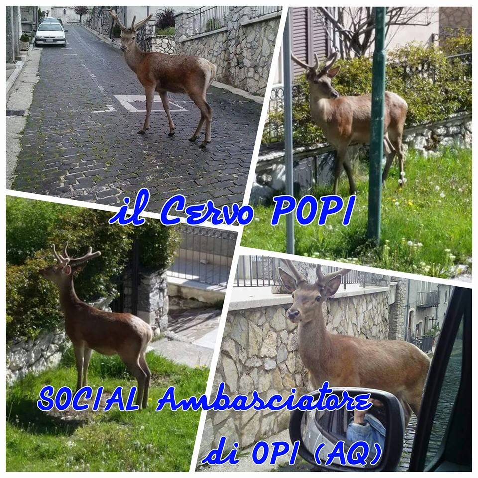 Opi, Facebook ha scelto il nome del piccolo cervo