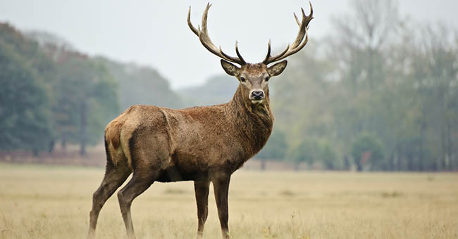 Caccia al Cervo: 'Italia nostra' contro il Piano Faunistico abruzzese ...