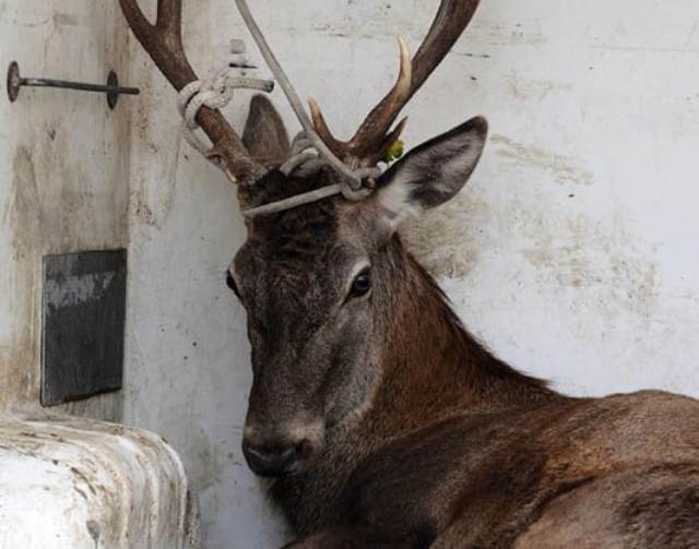 Parco Sirente Velino, salvato un cervo morente