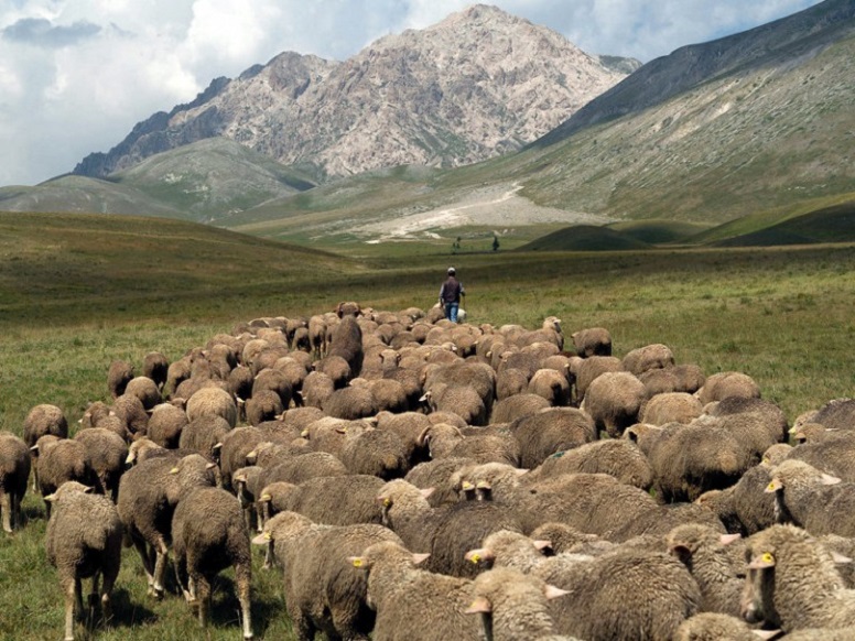 La Transumanza patrimonio culturale immateriale dell'Unesco - Rete8