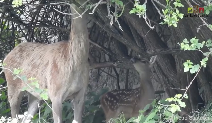 La mamma tenera col piccolo cervo appena nato (Video)