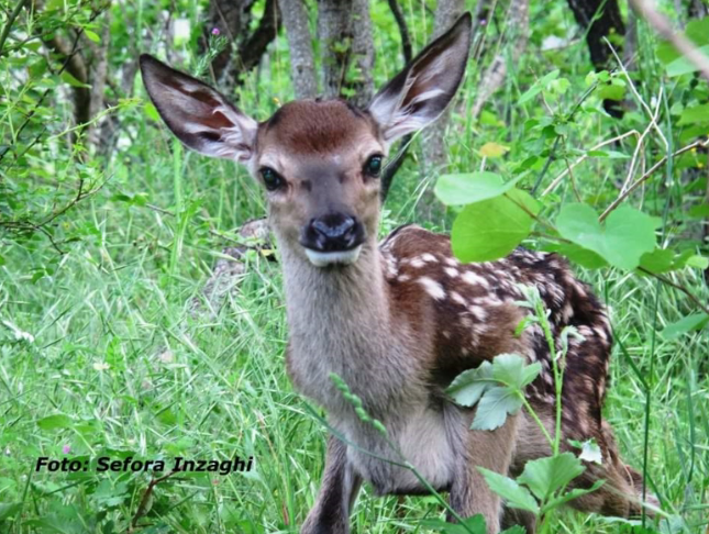 Caccia al cervo, una proposta per fermarla - Rete8